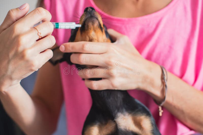 Process of Giving a Medicine Injection To a Small Breed Dog with a ...