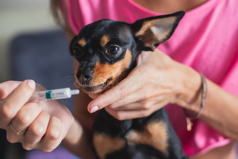 Process of Giving a Medicine Injection To a Small Breed Dog with a ...