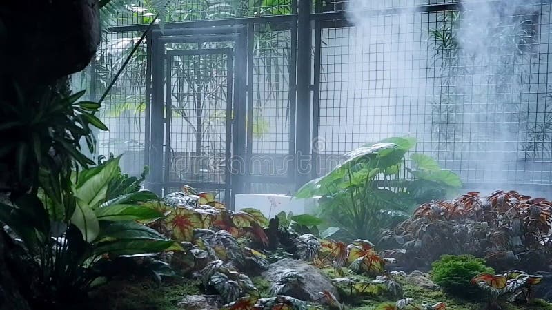The Process of Giving Mist in a Special Park Begonia Plants Stock Video ...