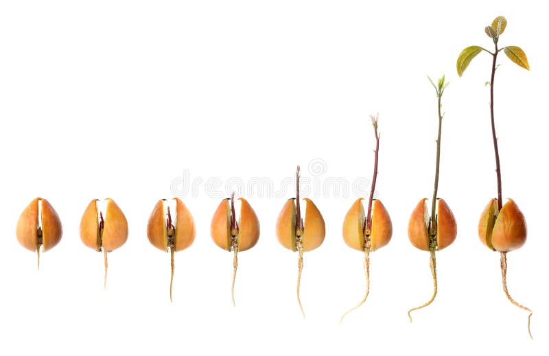 Avocado Plant Growth Stages Stock Photos - Free & Royalty-Free Stock ...