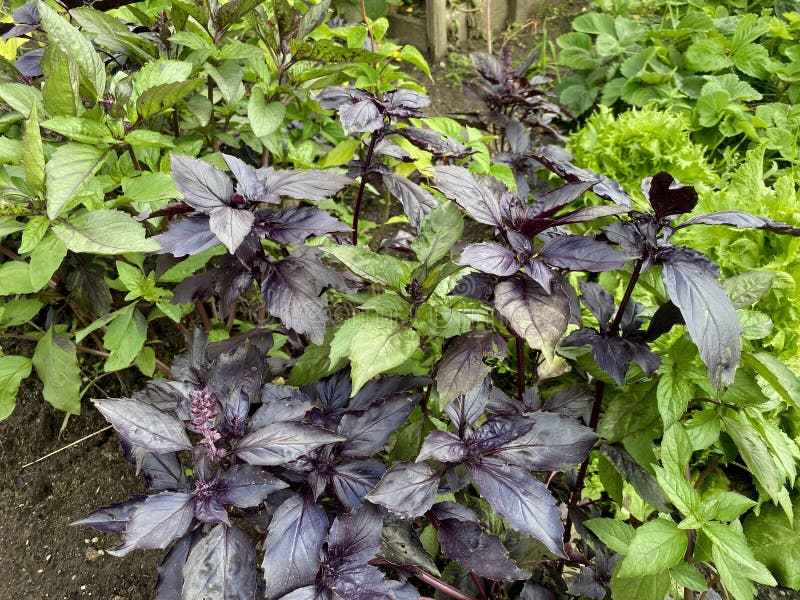 The Process of Growing Basil in a Garden Bed Stock Photo - Image of ...
