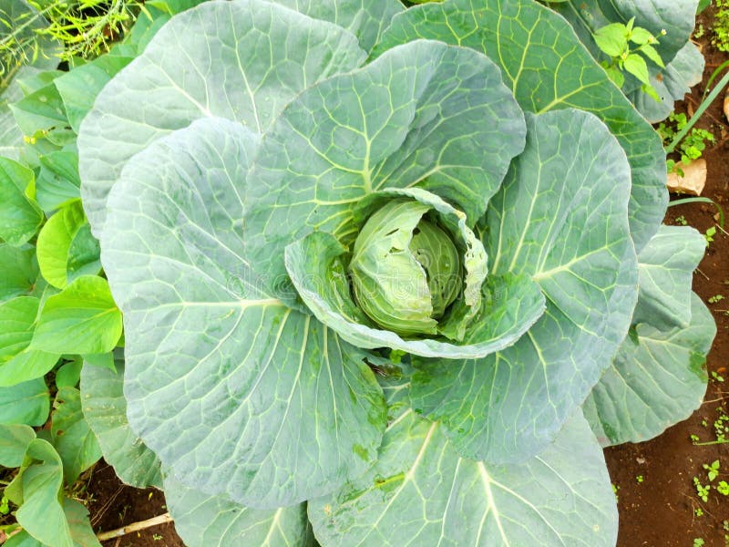 The Process of Growing Cabbage Stock Image - Image of food, crop: 211049255