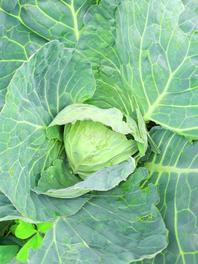 View Morning of the Process of Growing Cabbage Stock Photo - Image of ...