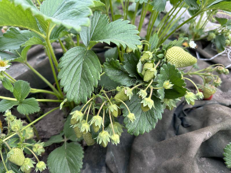 The Process of Growing and Caring for Strawberries Stock Photo - Image ...