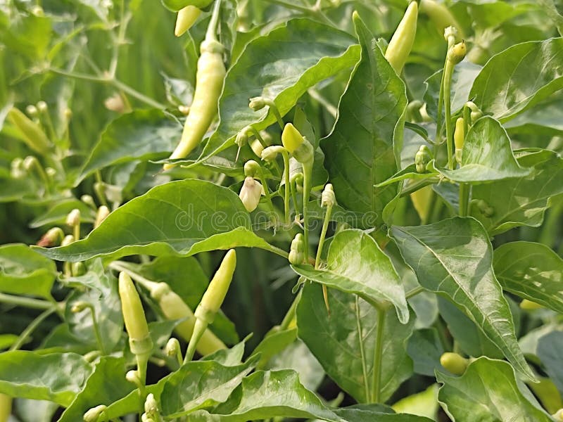 The Process of Growing Chilies from Flowering To Fruit in One Photo ...