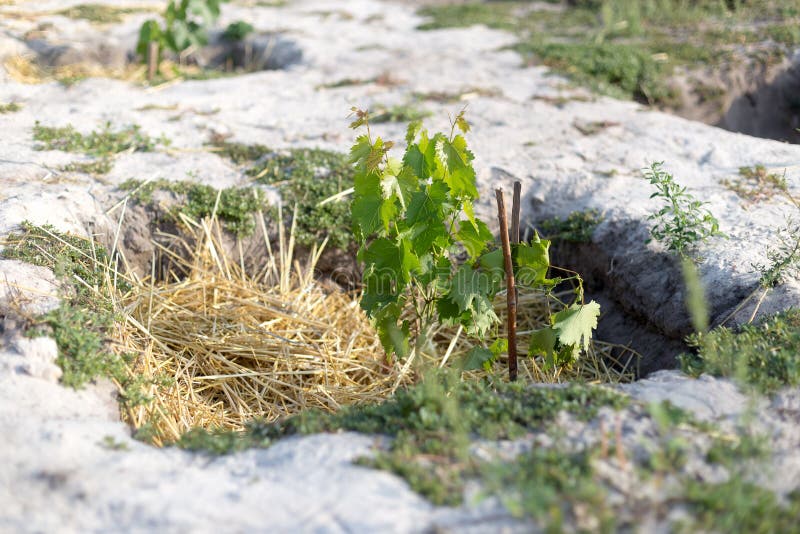 The Process of Growing Grapes in Pits. Mulching Grapes Stock Image ...