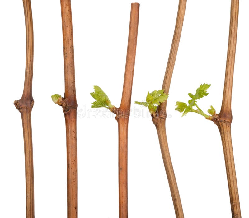 The Process of Growing Grapes Saplings from the Vine Stock Image ...