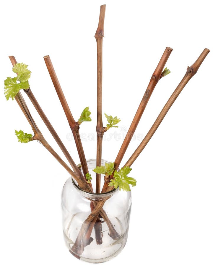 The Process of Growing Grapes Saplings from the Vine Stock Photo ...