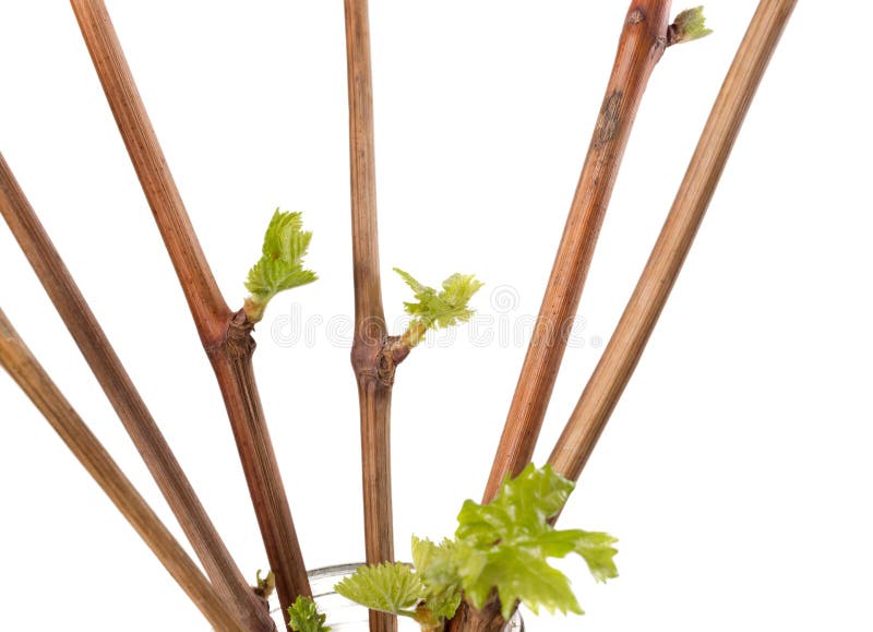 The Process of Growing Grapes Saplings from the Vine Stock Photo ...