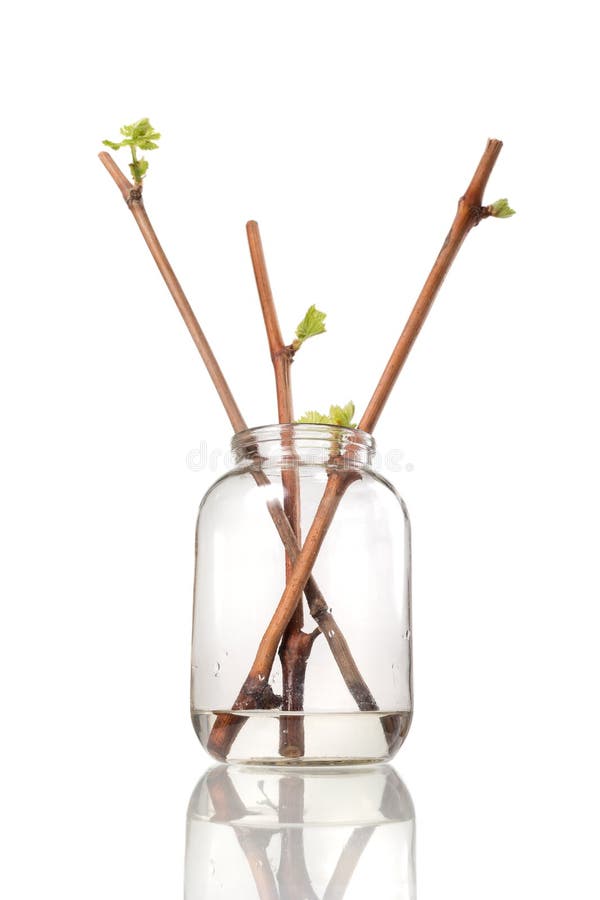 The Process of Growing Grapes Saplings from the Vine Stock Photo ...