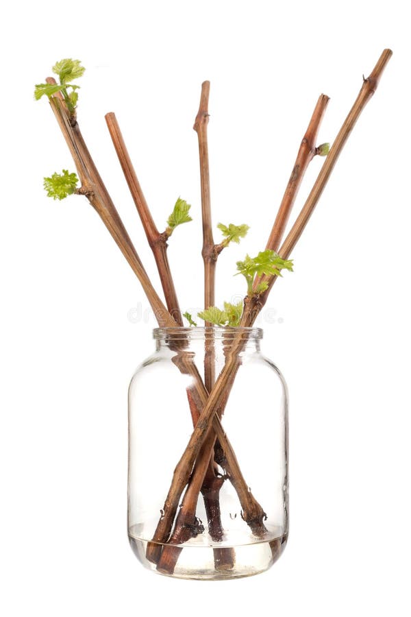 The Process of Growing Grapes Saplings from the Vine Stock Image ...