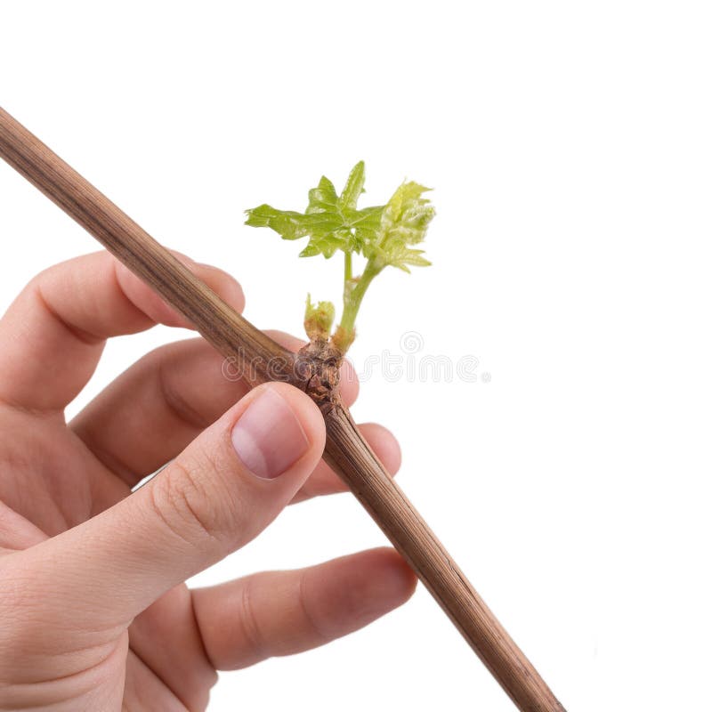 The Process of Growing Grapes Saplings from the Vine Stock Photo ...