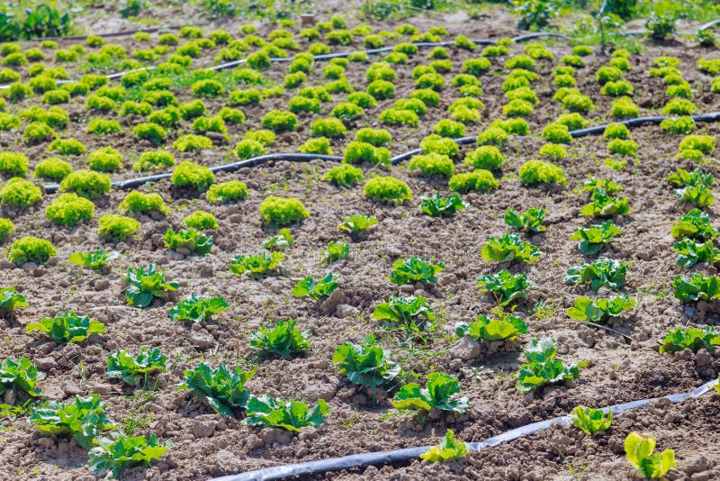 Process of Growing Lettuce at Home Can Be a Rewarding and Therapeutic ...