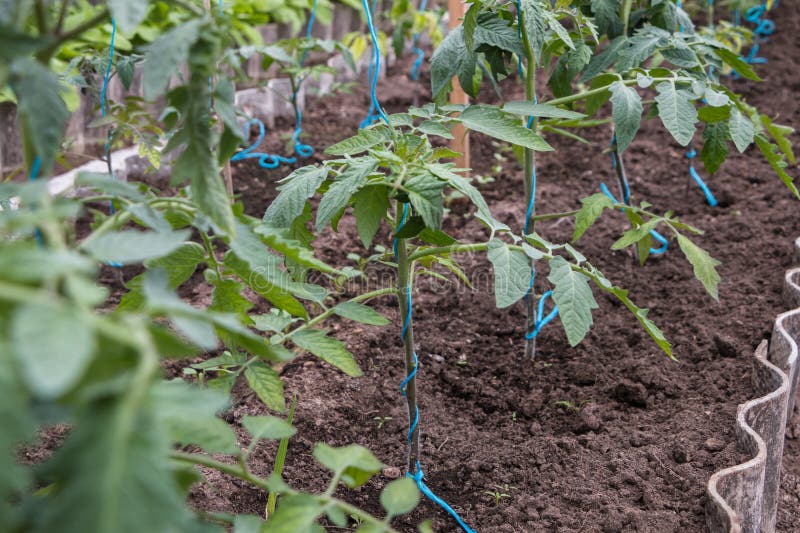 The Process of Growing Tomatoes in a Greenhouse Stock Image - Image of ...