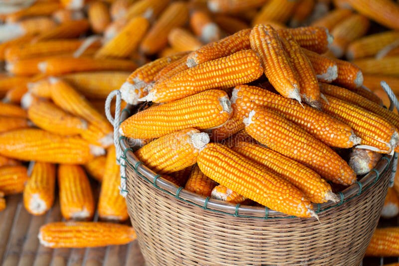 Process Harvest Dried Corn with Bamboo Basket Stock Photo - Image of ...