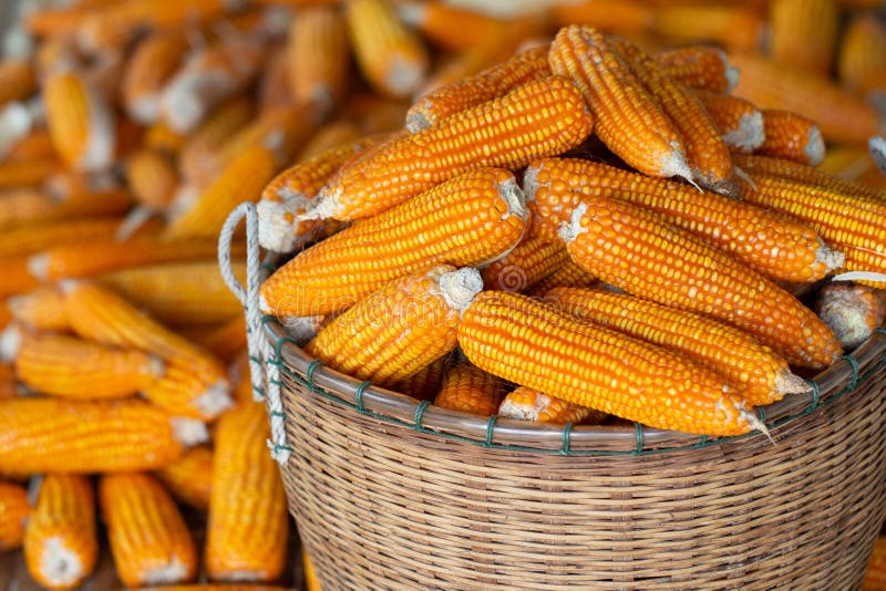 Process Harvest Dried Corn with Bamboo Basket Stock Image - Image of ...