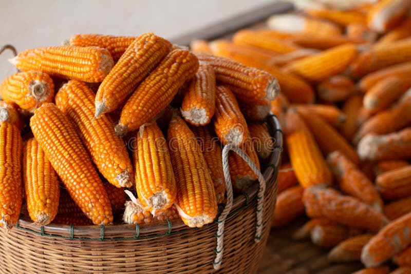 Process Harvest Dried Corn with Bamboo Basket Stock Photo - Image of ...