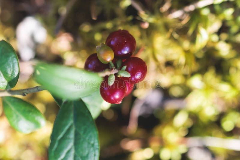 Process Of Harvesting And Collecting Berries In The National Park Of