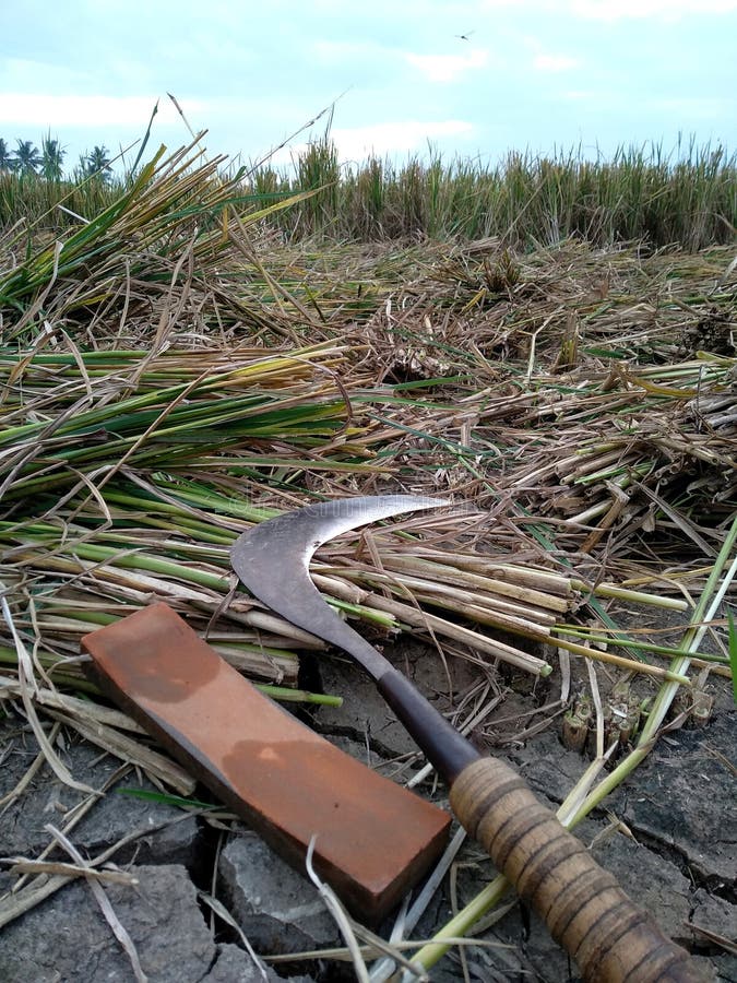 The Process of Harvesting Gardening with Simple Tools, Sickle Knife ...