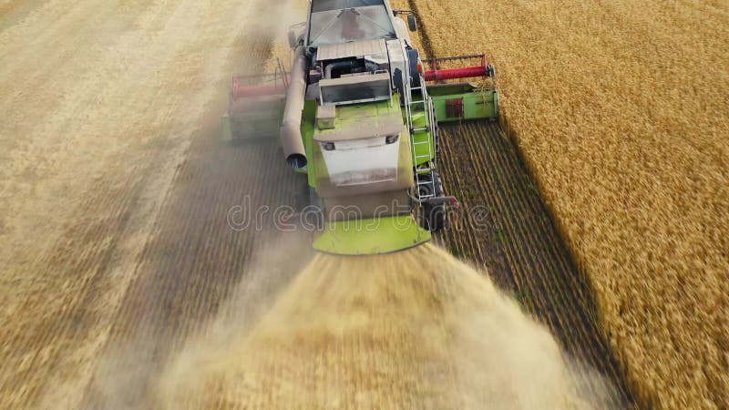 The Process of Harvesting Grain Crops. Top View of a Harvester Working ...