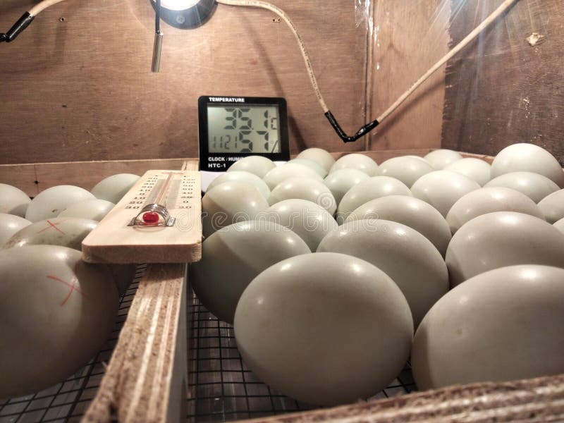 The Process of Hatching Duck Eggs with a Manual Incubator Stock Image ...