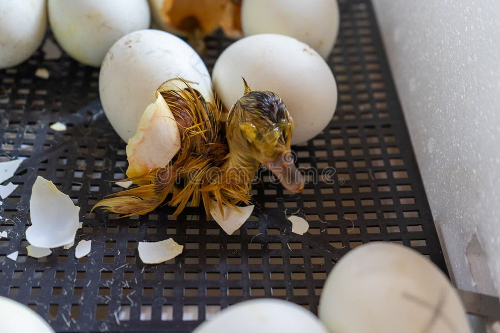 Process of Hatching from Goose Eggs in the Incubator Stock Photo ...