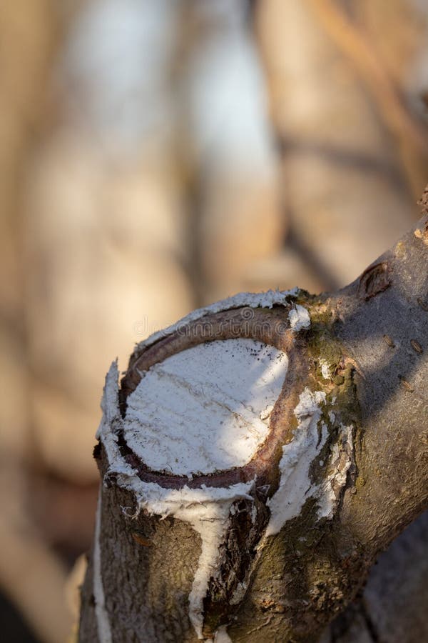 The Process of Healing a Wound on a Fruit Tree Stock Image - Image of ...
