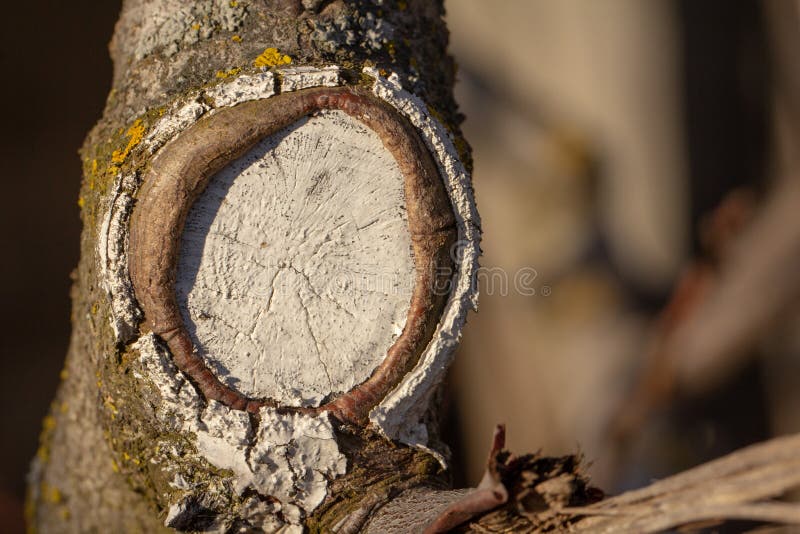 The Process of Healing a Wound on a Fruit Tree Stock Image - Image of ...