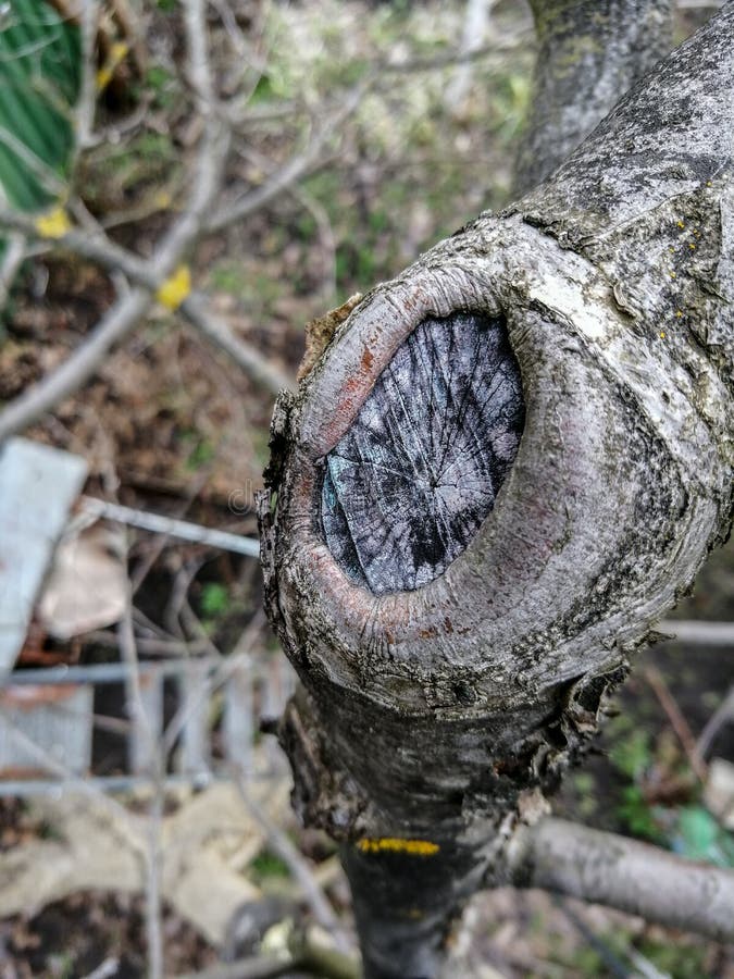 Tree Wound Paint Stock Photos - Free & Royalty-Free Stock Photos from ...