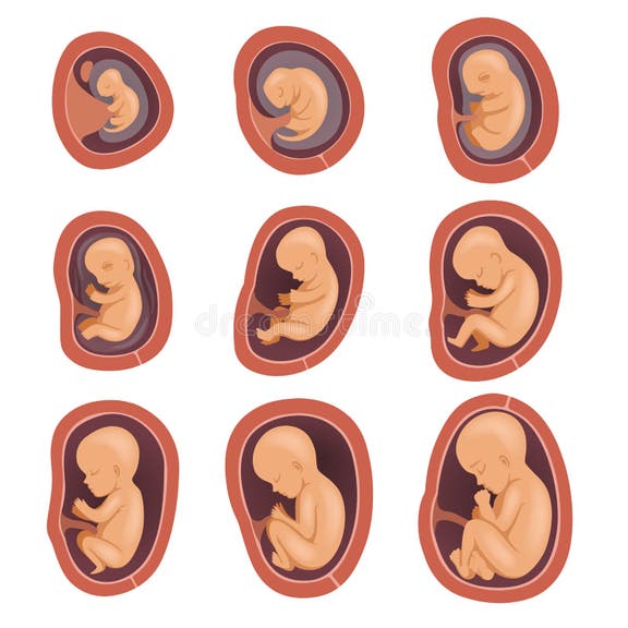 Fetal Development Month Stock Illustrations 672 Fetal Development
