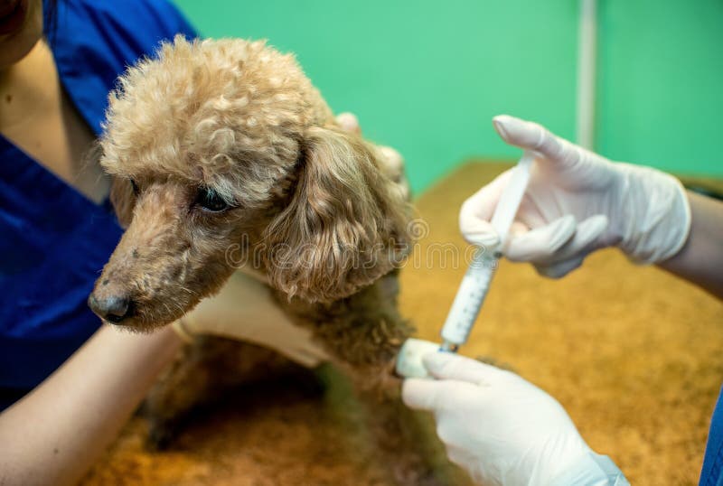 The Process of Introducing an Animal into Anesthesia Stock Image ...