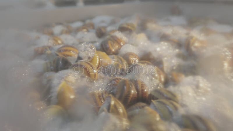 The Process of Isolating Mucin from the Snail. Extraction of Mucin from ...