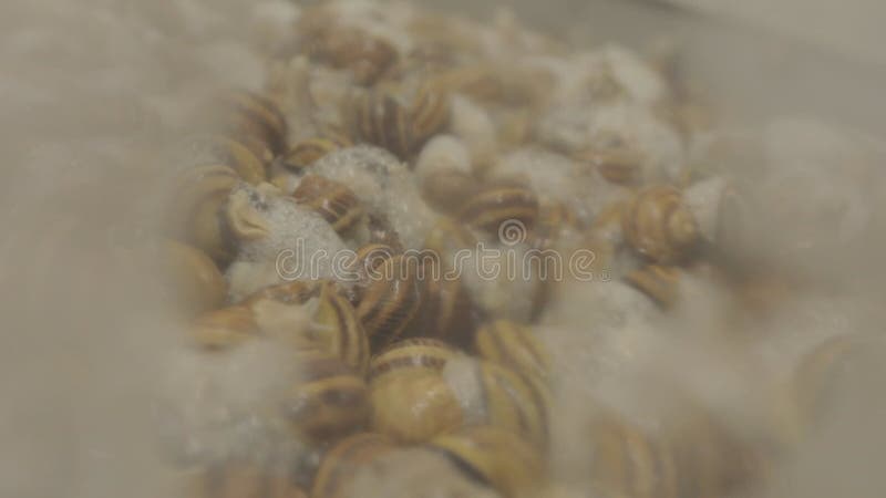 The Process of Isolating Mucin from the Snail. Extraction of Mucin from ...
