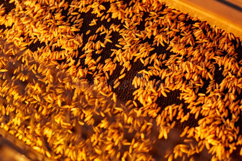 Machine Drying Wheat Grains on Conveyor Stock Image - Image of produce ...