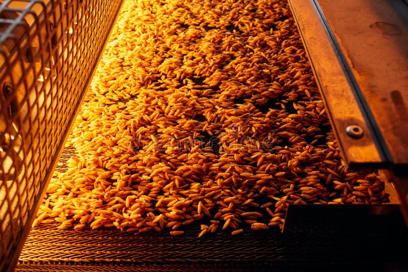 Machine Drying Wheat Grains on Conveyor Stock Image - Image of ...