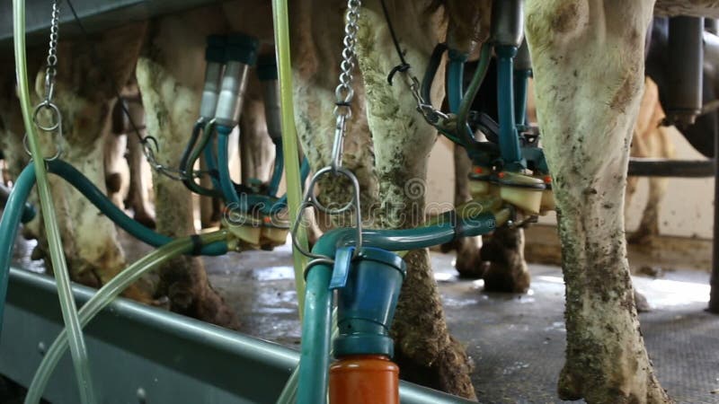 Process of Machine Milking of Cows on Farm. Back View of Cows with ...