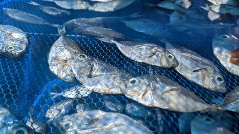 Process of Making Dried Fishto Make it Dry Stock Image - Image of ...