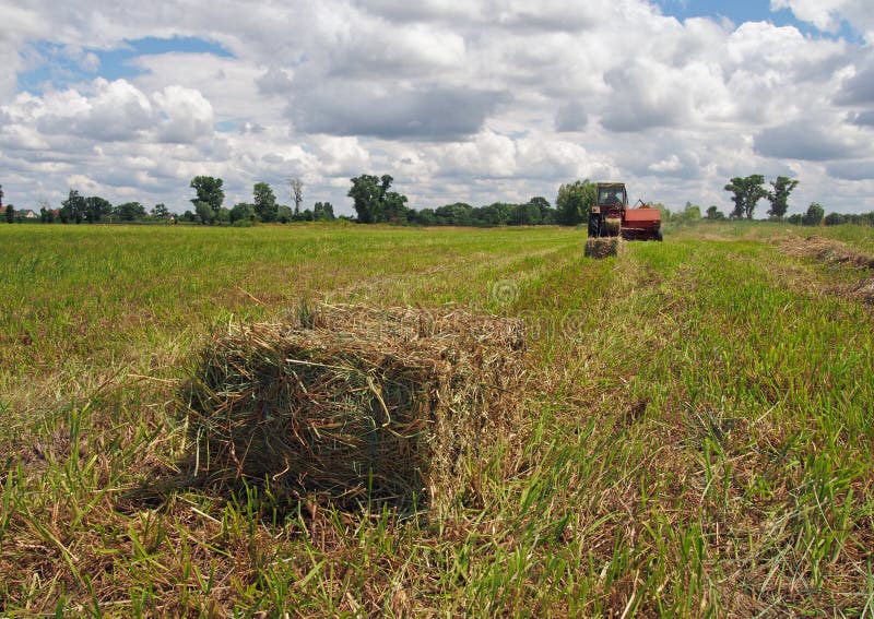 Process of making hay stock photo. Image of season, natural - 41804010