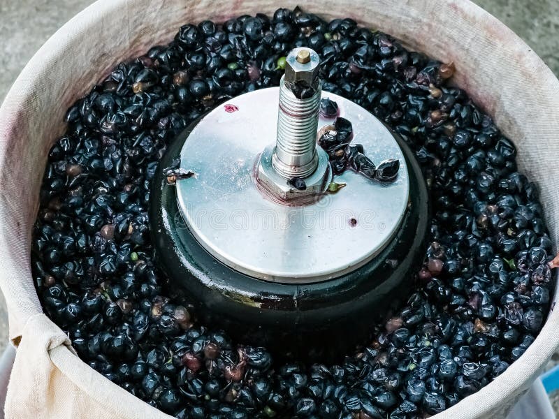 The Process of Making Homemade Grape Wine. the Operation of a Hydraulic ...
