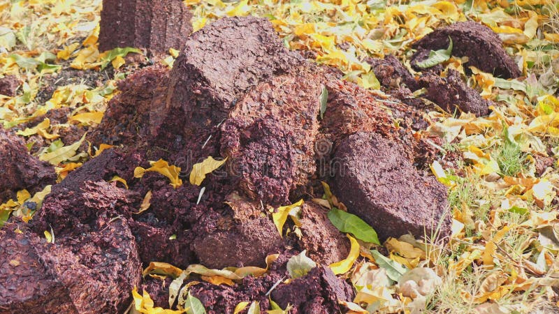 The Process of Making Homemade Grape Wine. Waste from the Production of ...