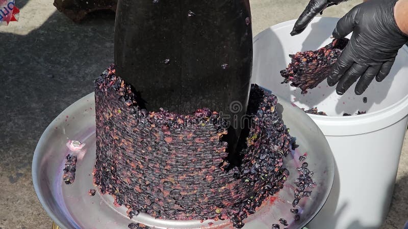 The Process of Making Homemade Grape Wine. a Winemaker Collects Grape ...
