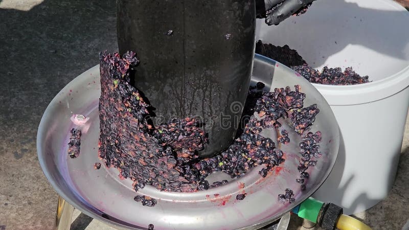 The Process of Making Homemade Grape Wine. a Winemaker Collects Grape ...