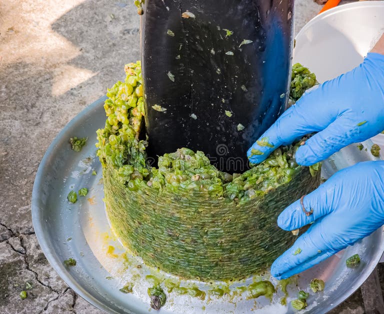 The Process of Making Homemade Grape Wine. a Winemaker Collects Grape ...