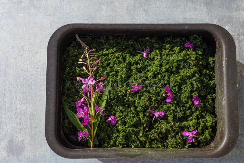 The Process of Making Ivan-tea or Koporye Tea, Preparation of Leaves ...