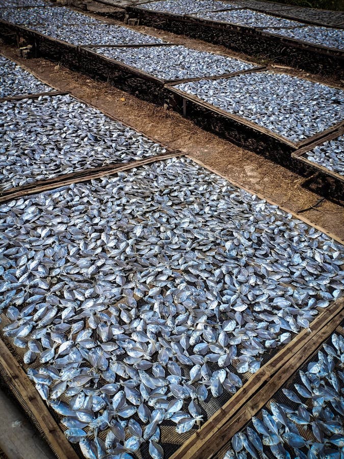 Little Fish Under Sunlight stock photo. Image of making - 262341342