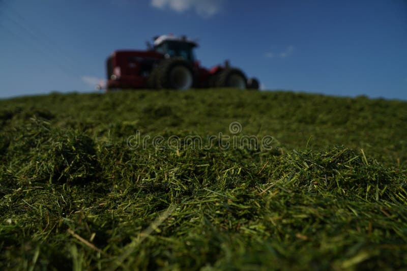 The Process of Making Silage from Fresh Grass Stock Photo - Image of ...