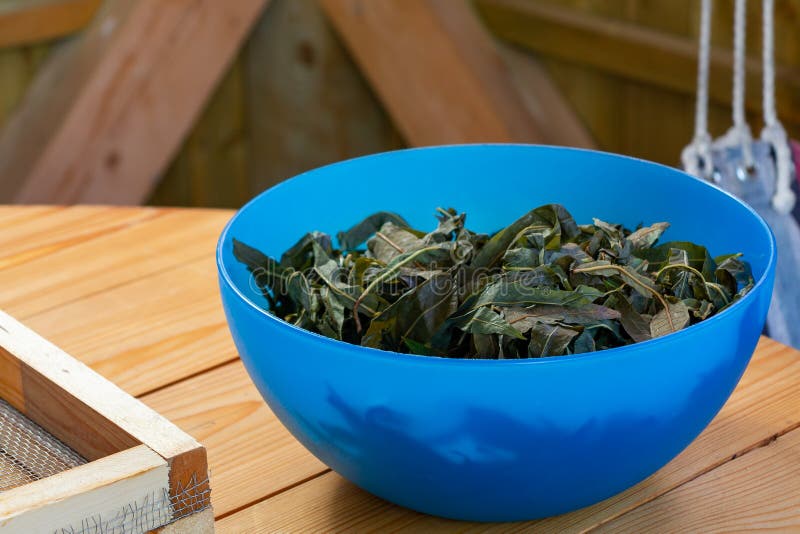 Process of Making Tea from Blooming Sally Known As Russian Ivan Tea or ...