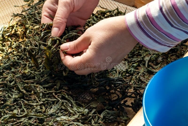 Process of Making Tea from Blooming Sally Known As Russian Ivan Tea or ...