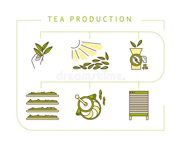 The Process of Making Tea by Stages Stock Vector - Illustration of food ...