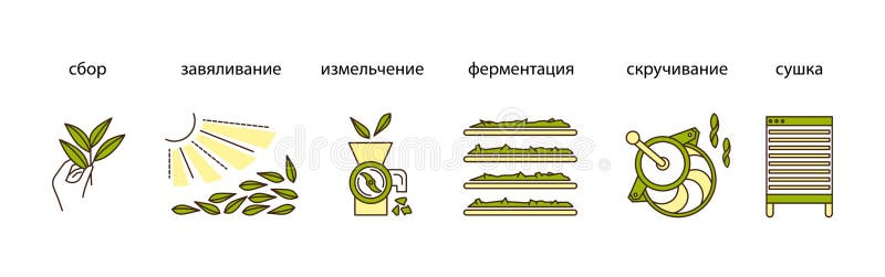 The Process of Making Tea by Stages Stock Vector - Illustration of ...